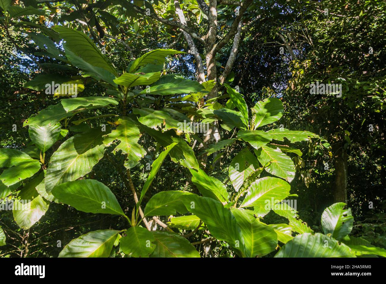 Plants in Rainforest Discovery Centre, Sabah in Sepilok, Malaysia Stock ...