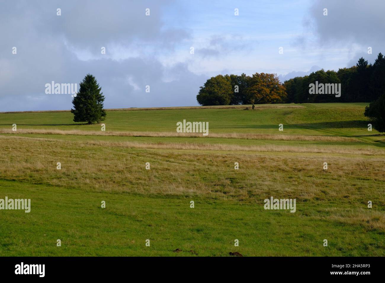 the nature reserve lange rhön in the core zone of the rhön biosphere ...