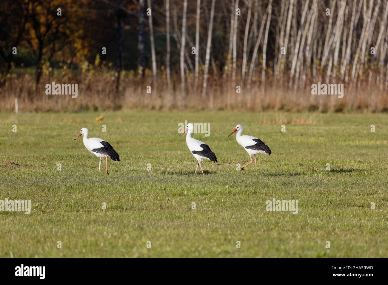 Three storks at a hi-res stock photography and images - Alamy