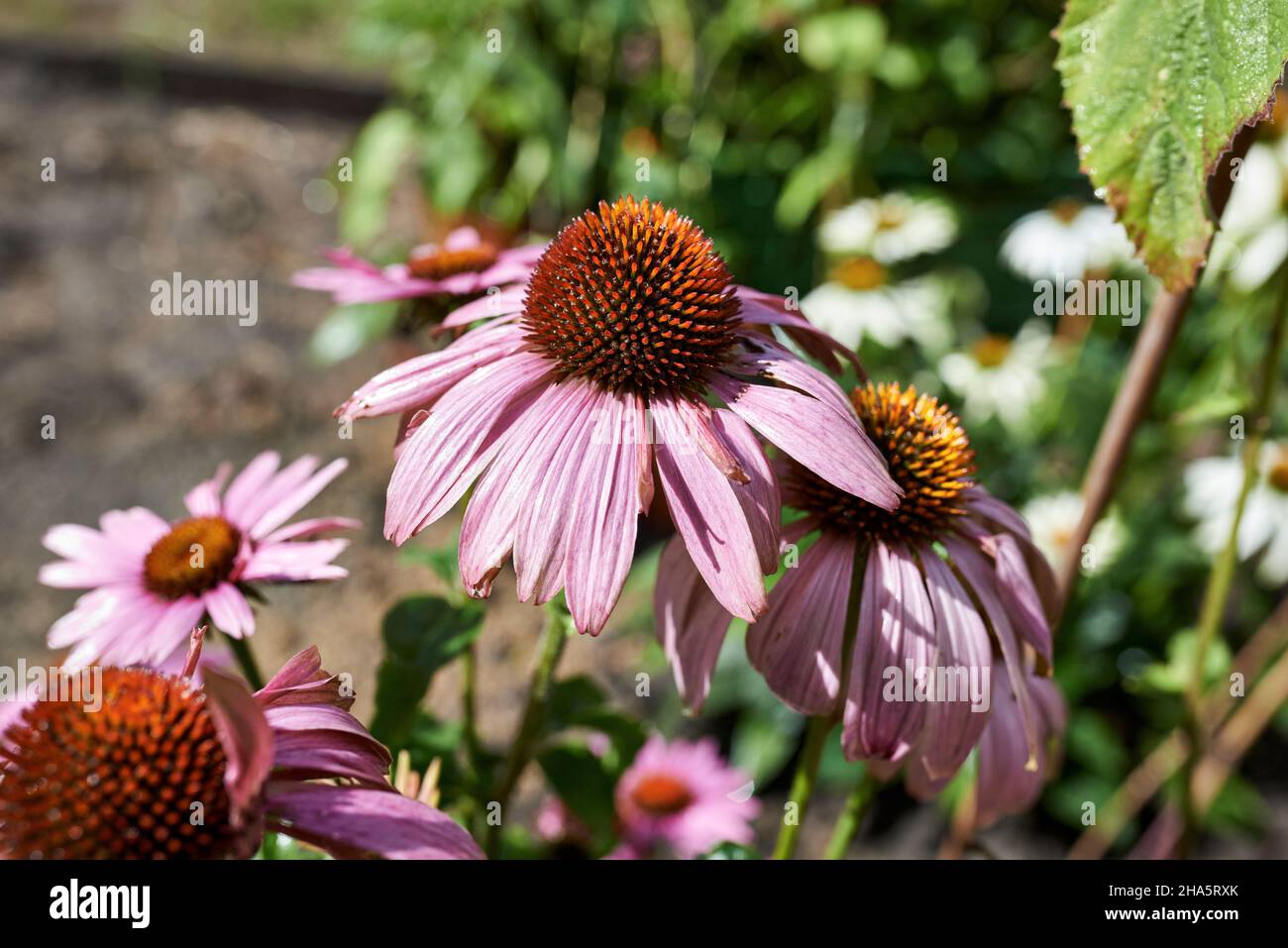 Close up of coneflower flowers or echinacea in the garden hi-res stock ...