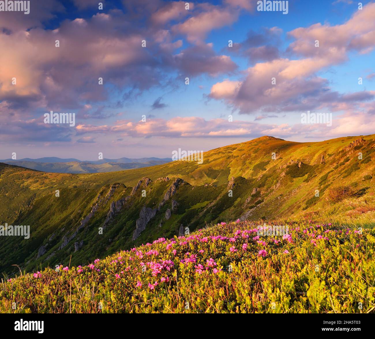 Beautiful mountain flowers hi-res stock photography and images - Alamy