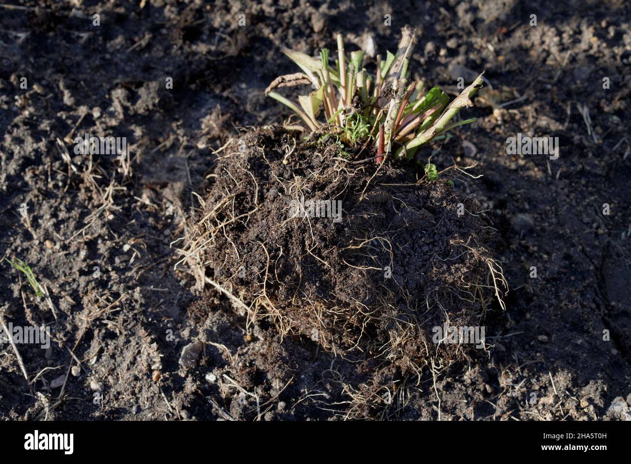 Coneflower roots hi-res stock photography and images - Alamy