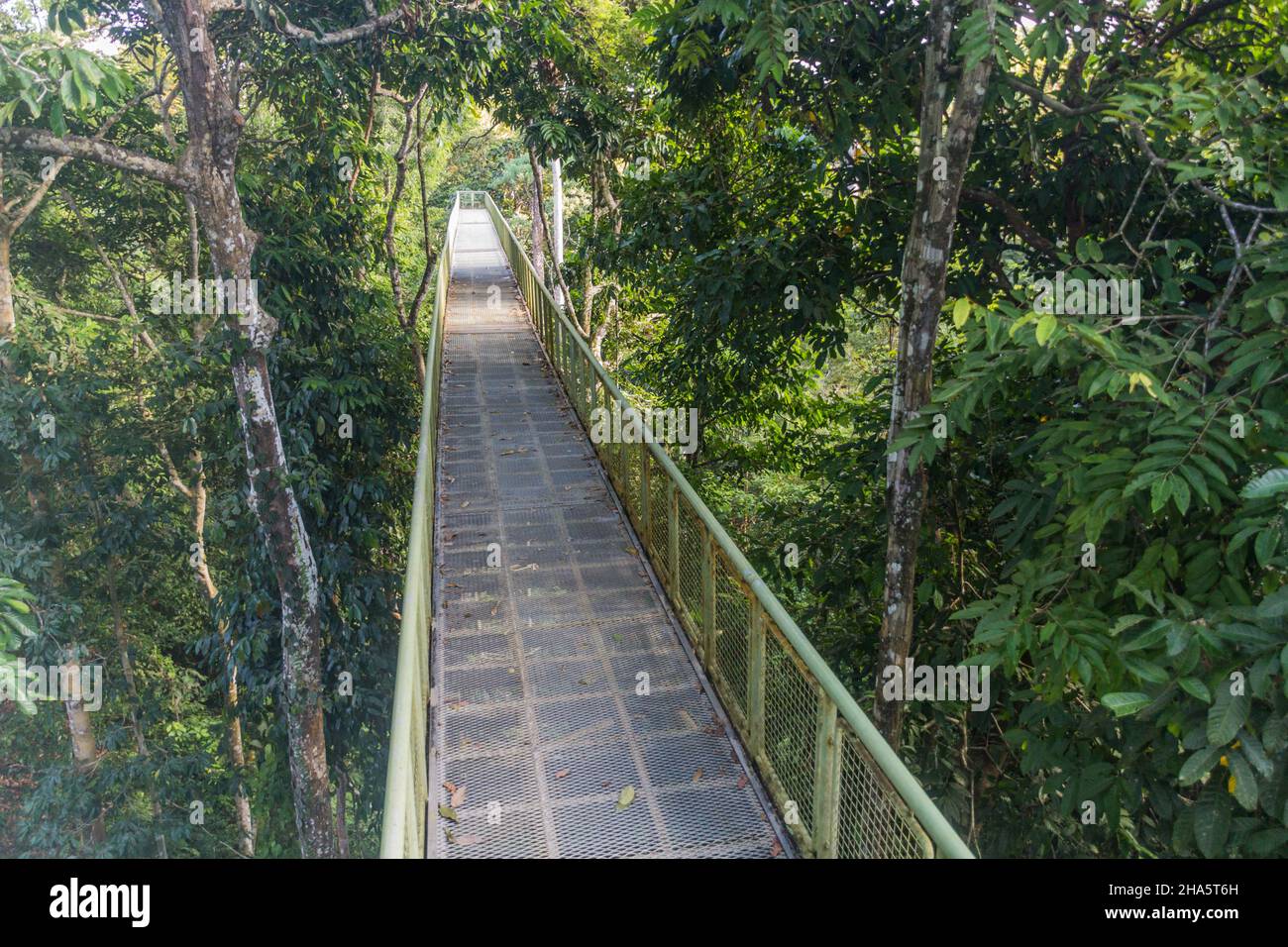 Canopy observation bridge in Rainforest Discovery Centre in Sepilok ...