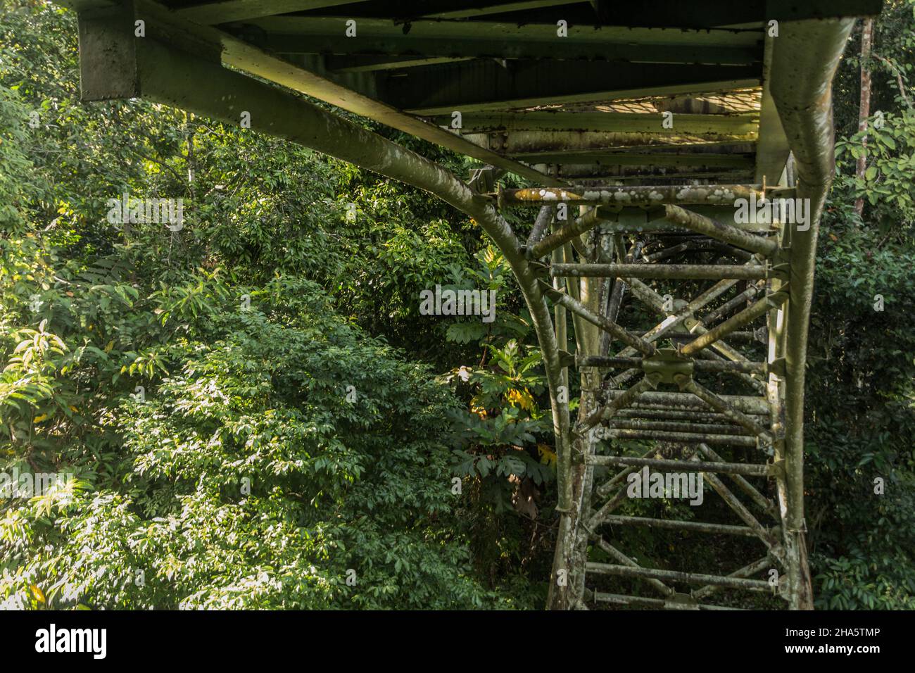 Canopy observation bridge in Rainforest Discovery Centre in Sepilok ...