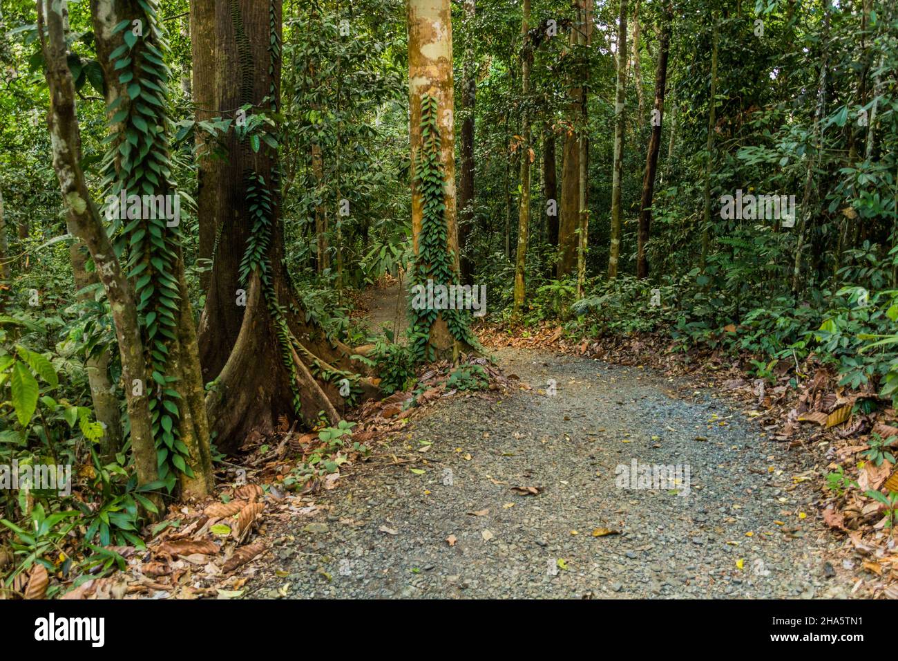 Walking trail in Rainforest Discovery Centre in Sepilok, Sabah ...