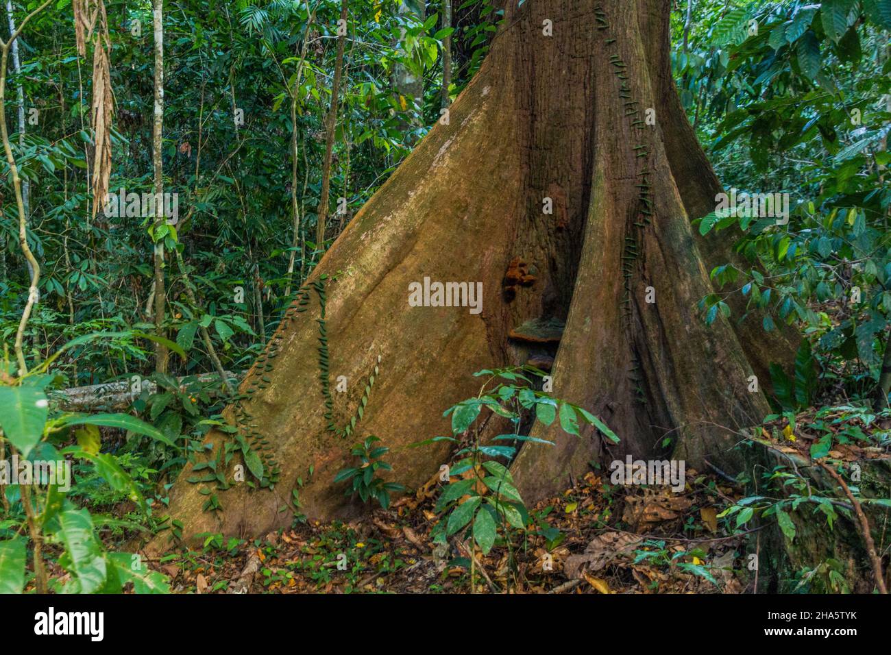 Huge tree in rainforest sabah hi-res stock photography and images - Alamy