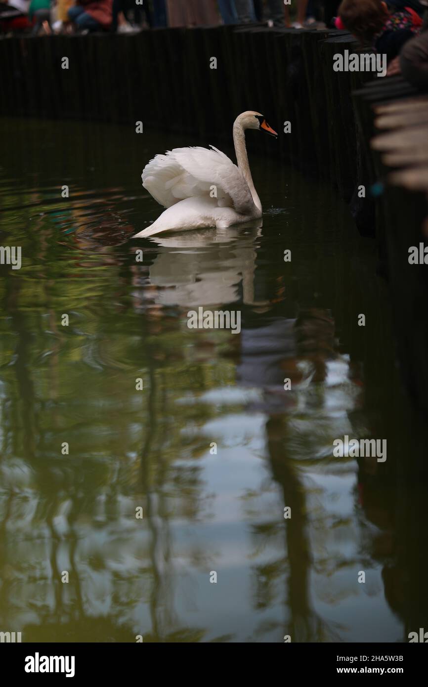 beautiful clean white swan swims in a clear lake Stock Photo - Alamy
