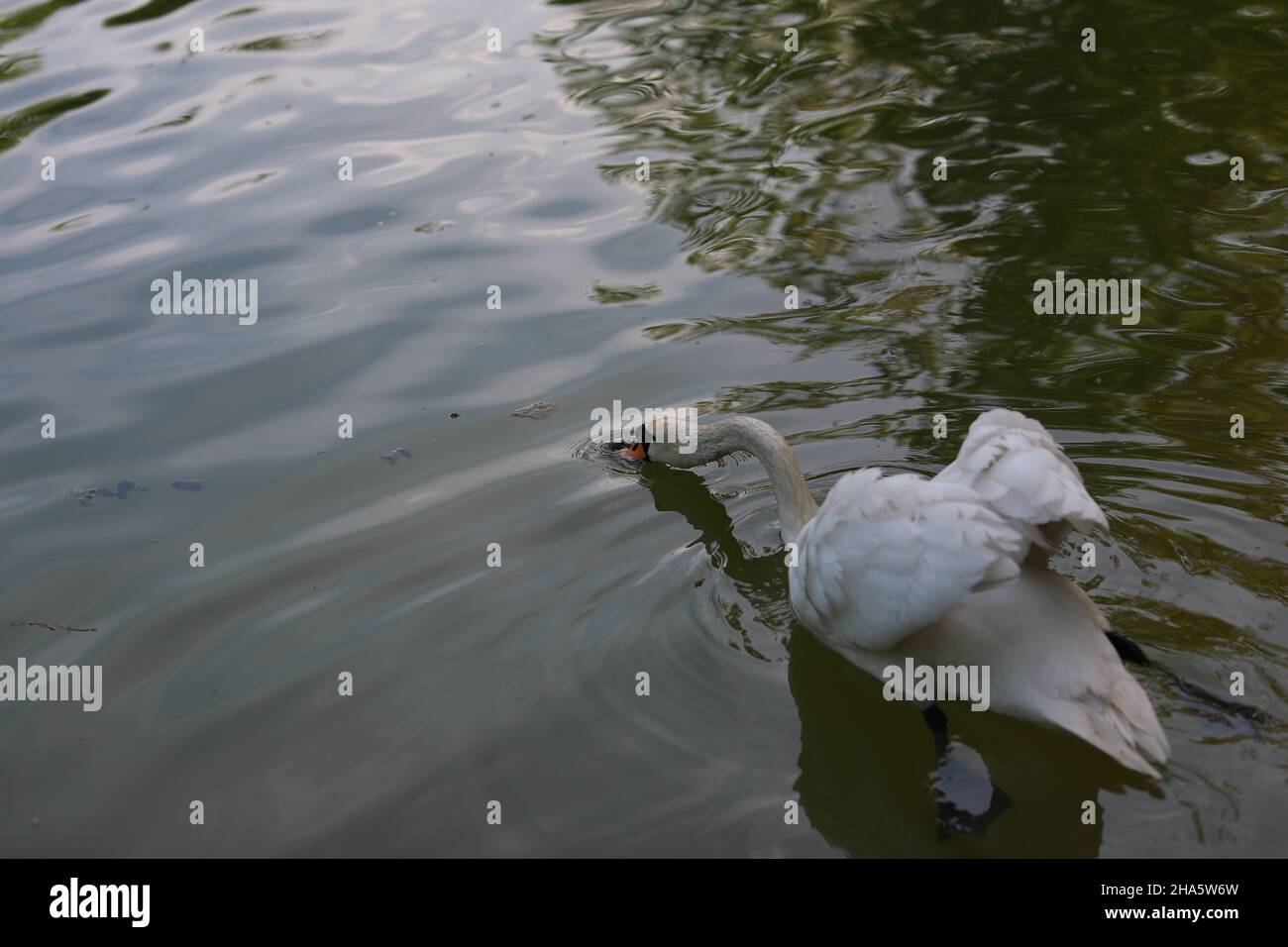 beautiful clean white swan swims in a clear lake Stock Photo - Alamy
