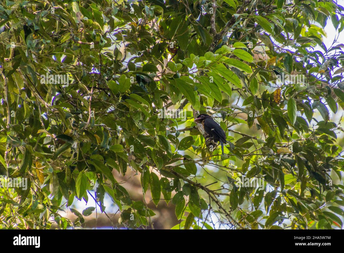 Dusky broadbill Corydon sumatranus in Sepilok rainforest, Sabah ...