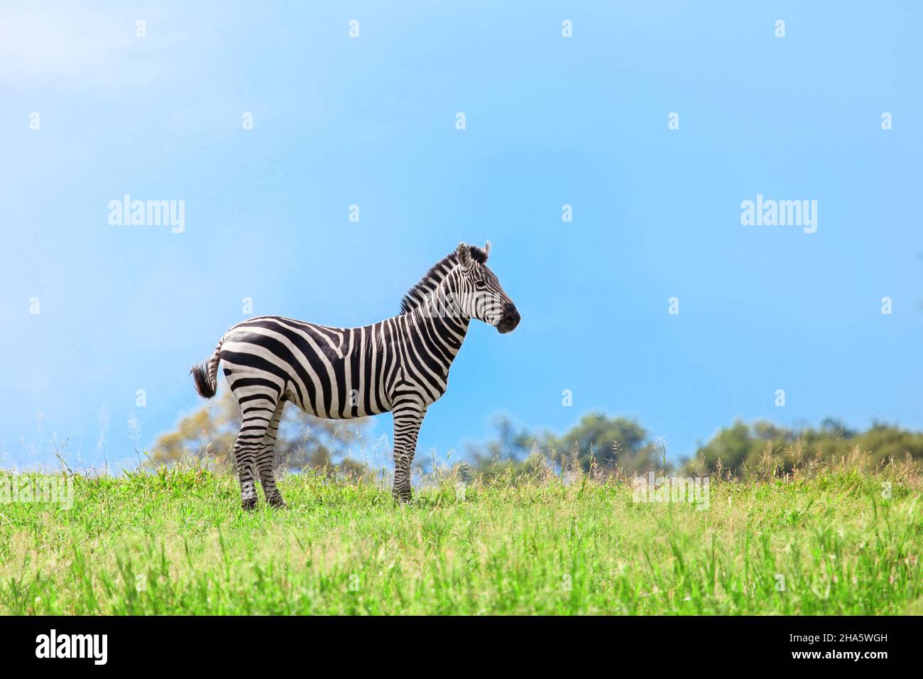Wild zebra in a green African field over clear blue sky Stock Photo - Alamy