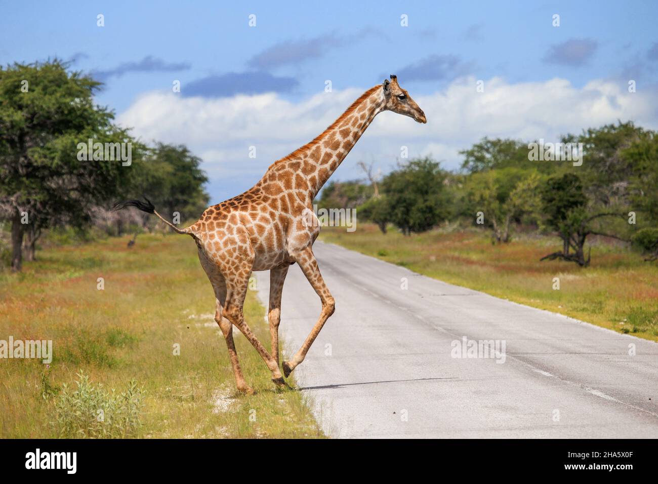 Giraffe crossing the road in South Africa Stock Photo - Alamy