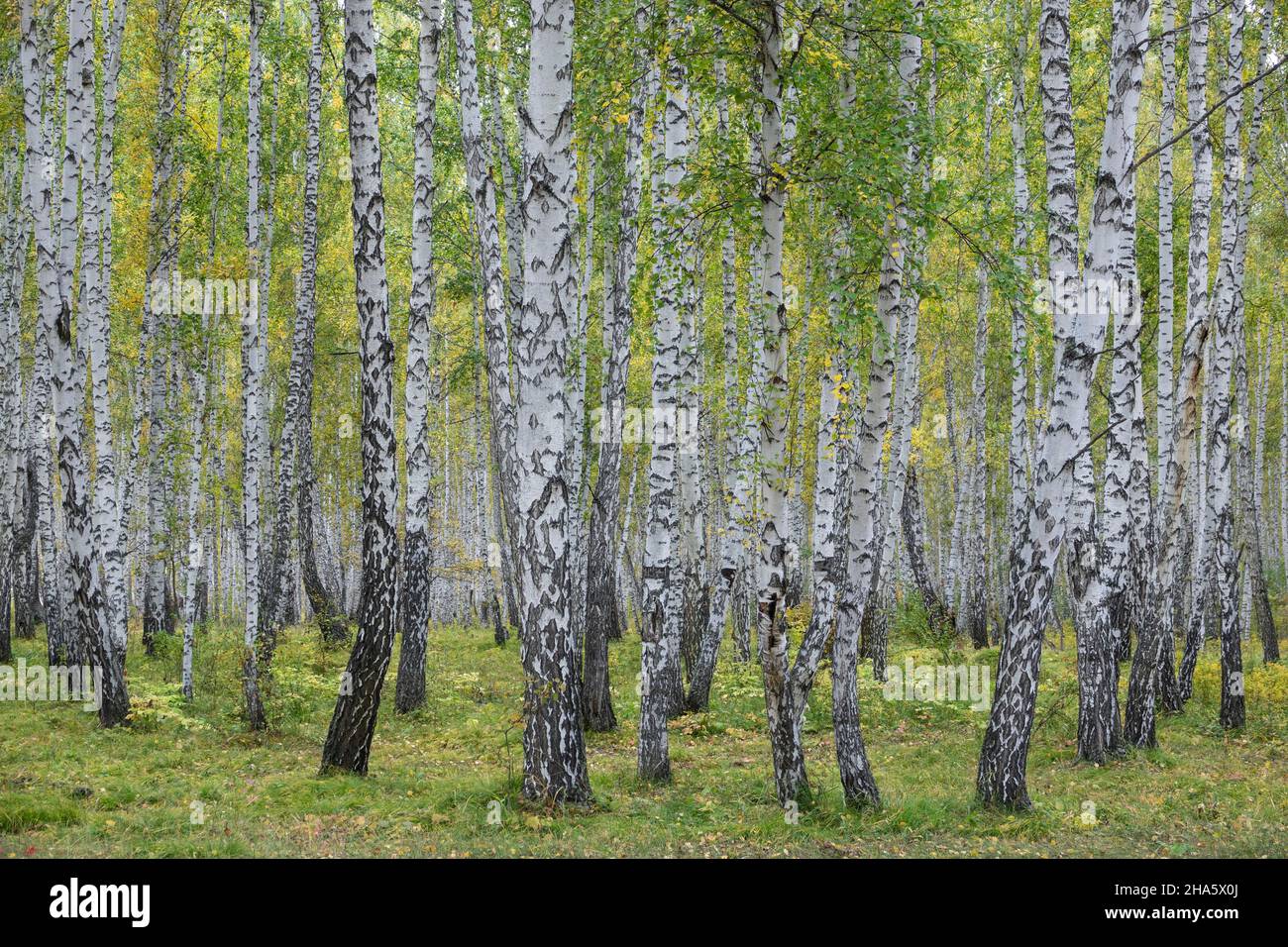 Siberia forest hi-res stock photography and images - Alamy