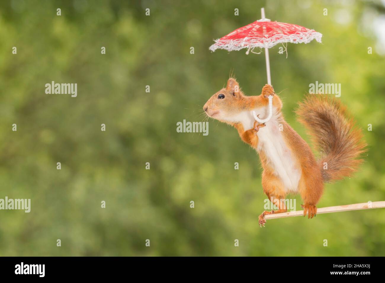 red squirrel standing in the air with umbrella in hands Stock Photo - Alamy