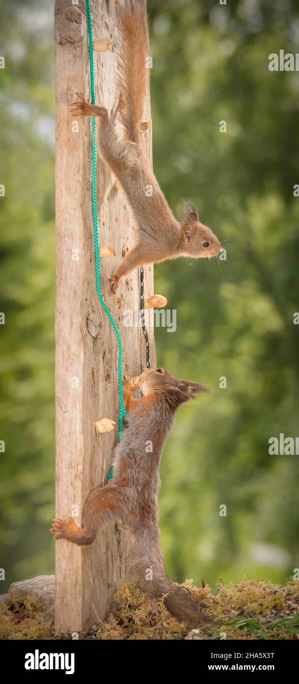 red squirrel hanging on a wood shelf with ropes Stock Photo - Alamy