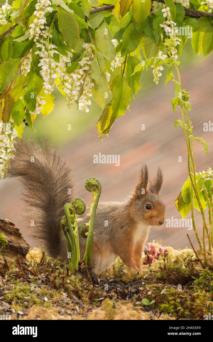 red squirrel standing behind ferns under branches with flowers Stock ...