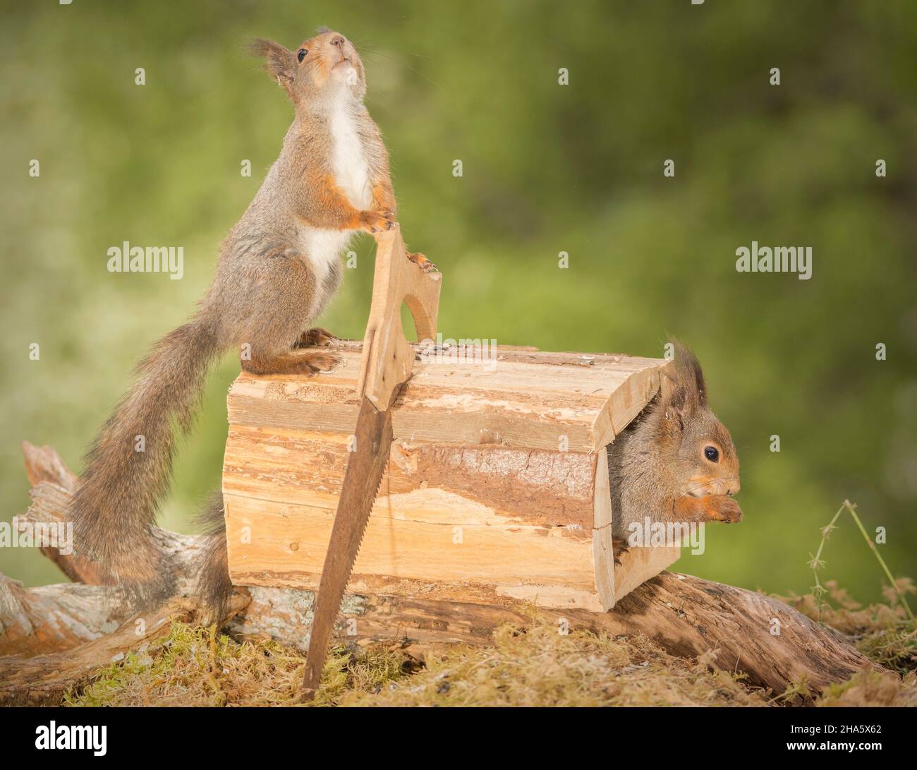 profile of red squirrel standing between branches Stock Photo - Alamy