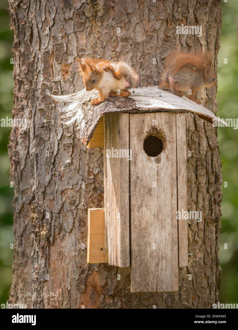 Bird on birdhouse hi-res stock photography and images - Alamy