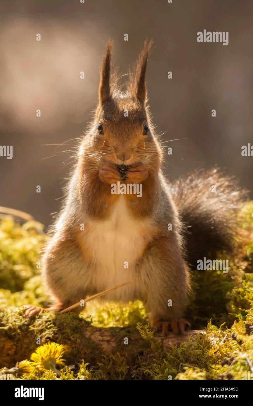 red squirrel standing on moss with backlight Stock Photo - Alamy