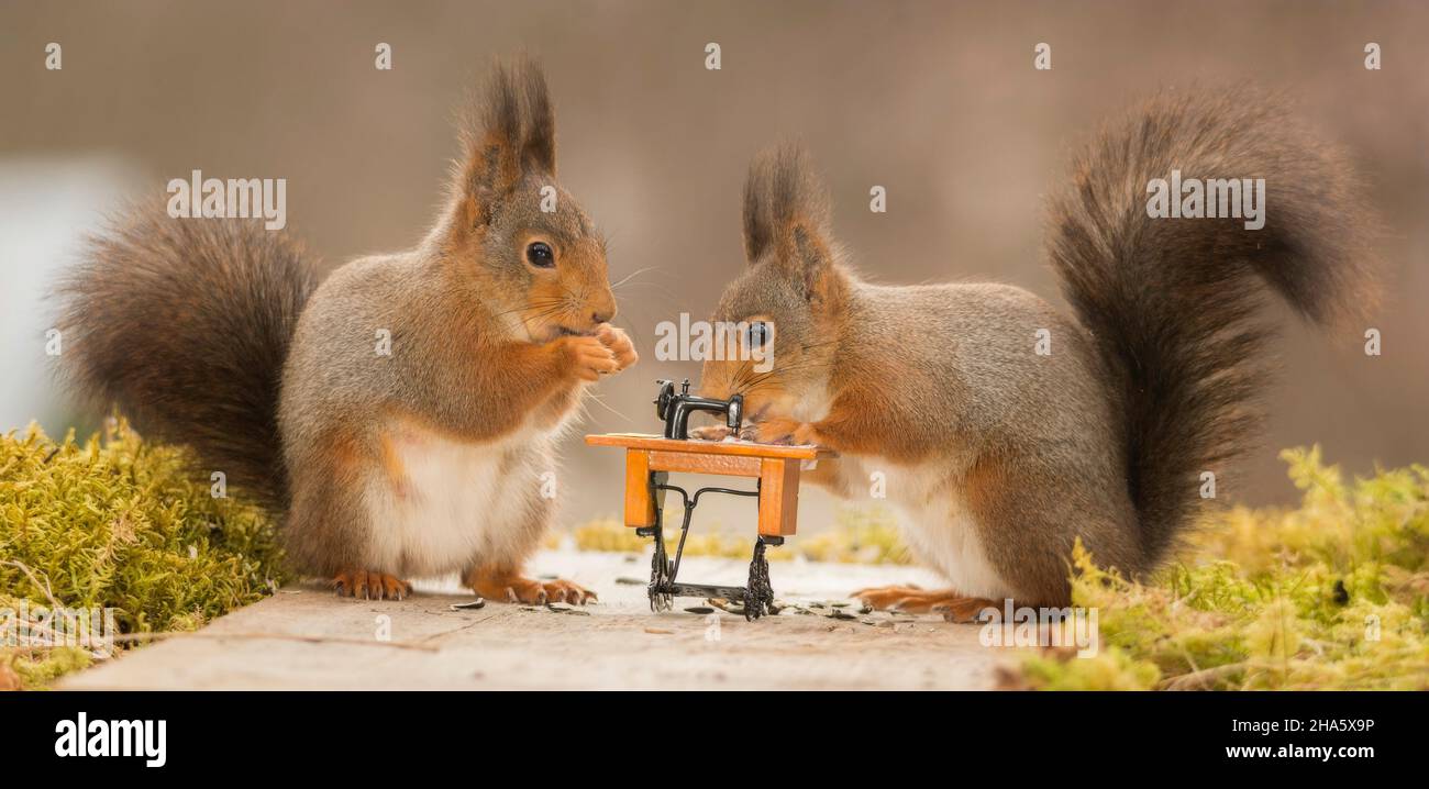red squirrels standing with sewing machine Stock Photo - Alamy