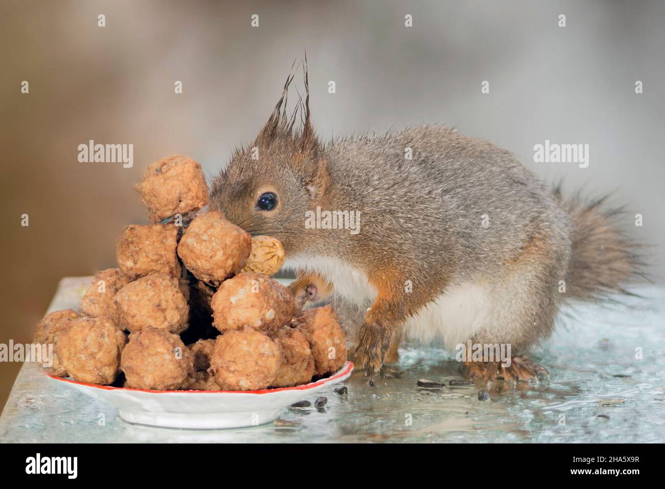 Squirrel meat hi-res stock photography and images - Alamy