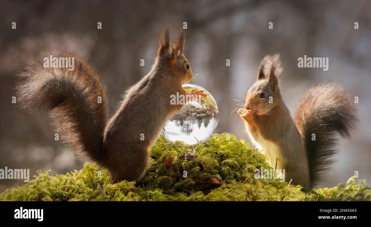 Crystal Ball Msnbc Baby