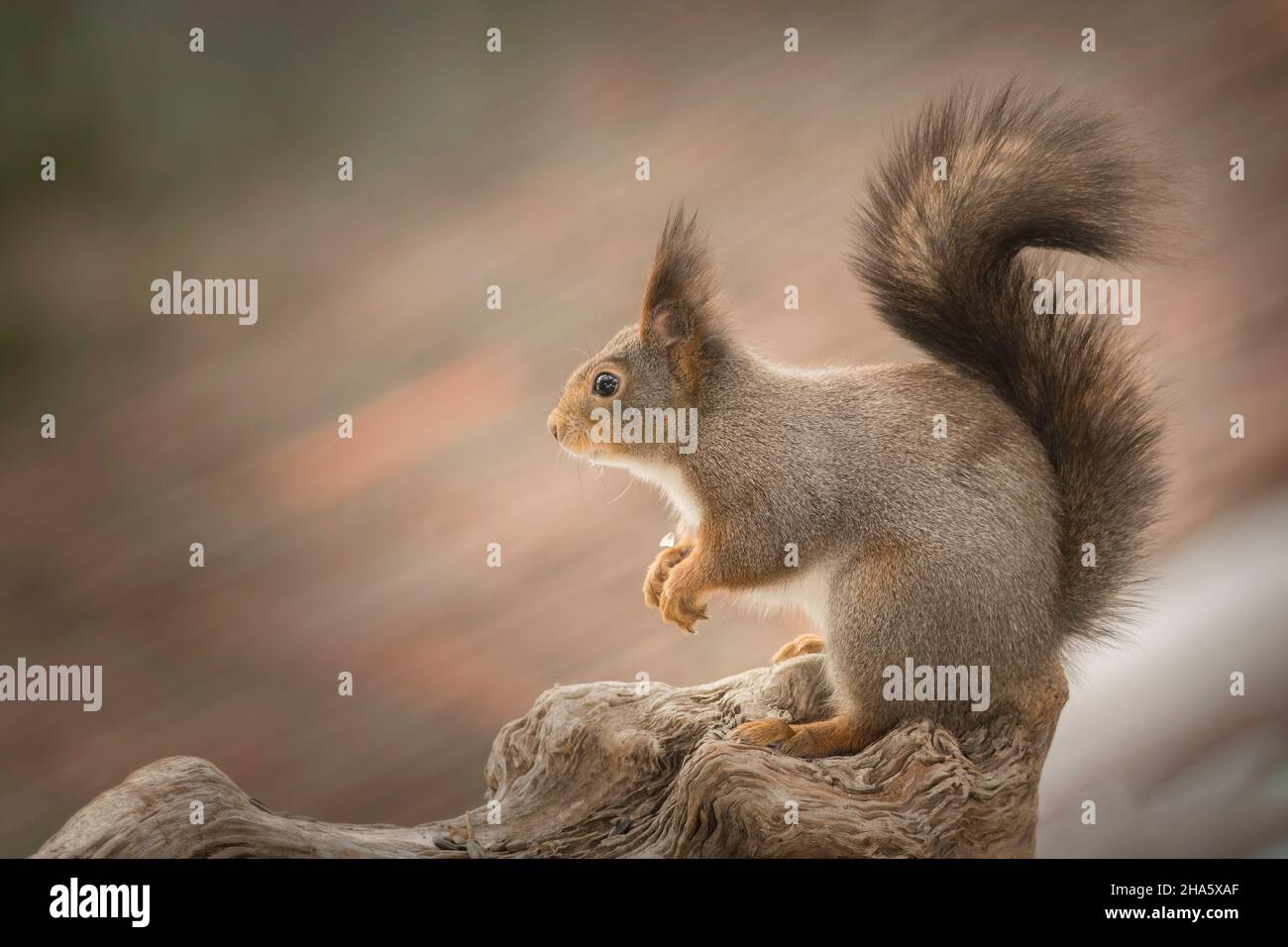 Squirrel on a trunk hi-res stock photography and images - Alamy