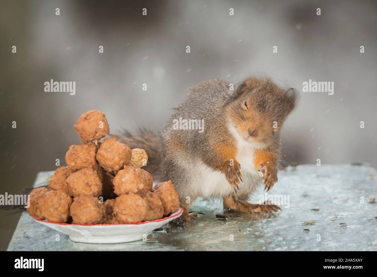 Shaking head hi-res stock photography and images - Alamy