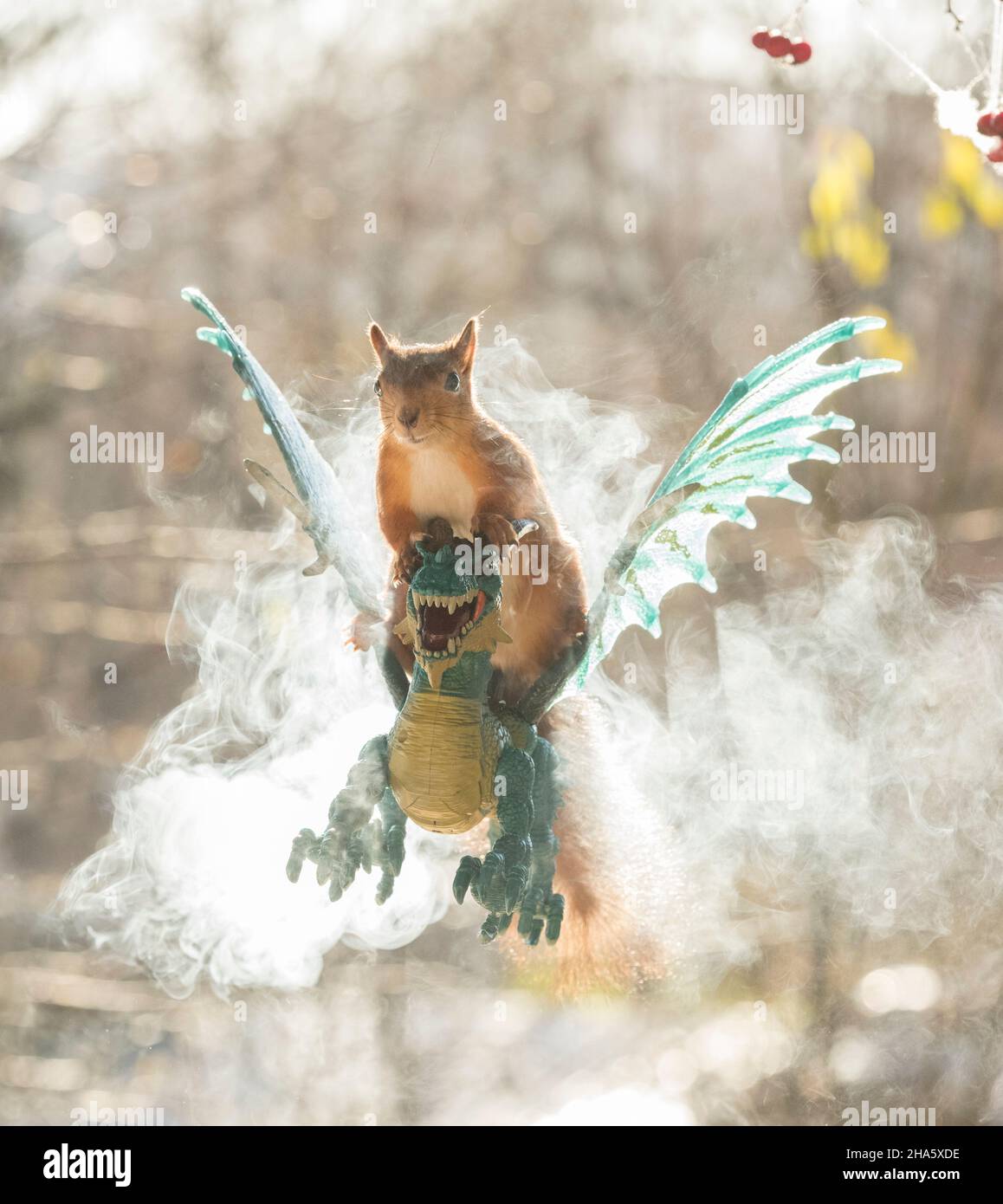 red squirrel is sitting on a dragon in smoke Stock Photo - Alamy