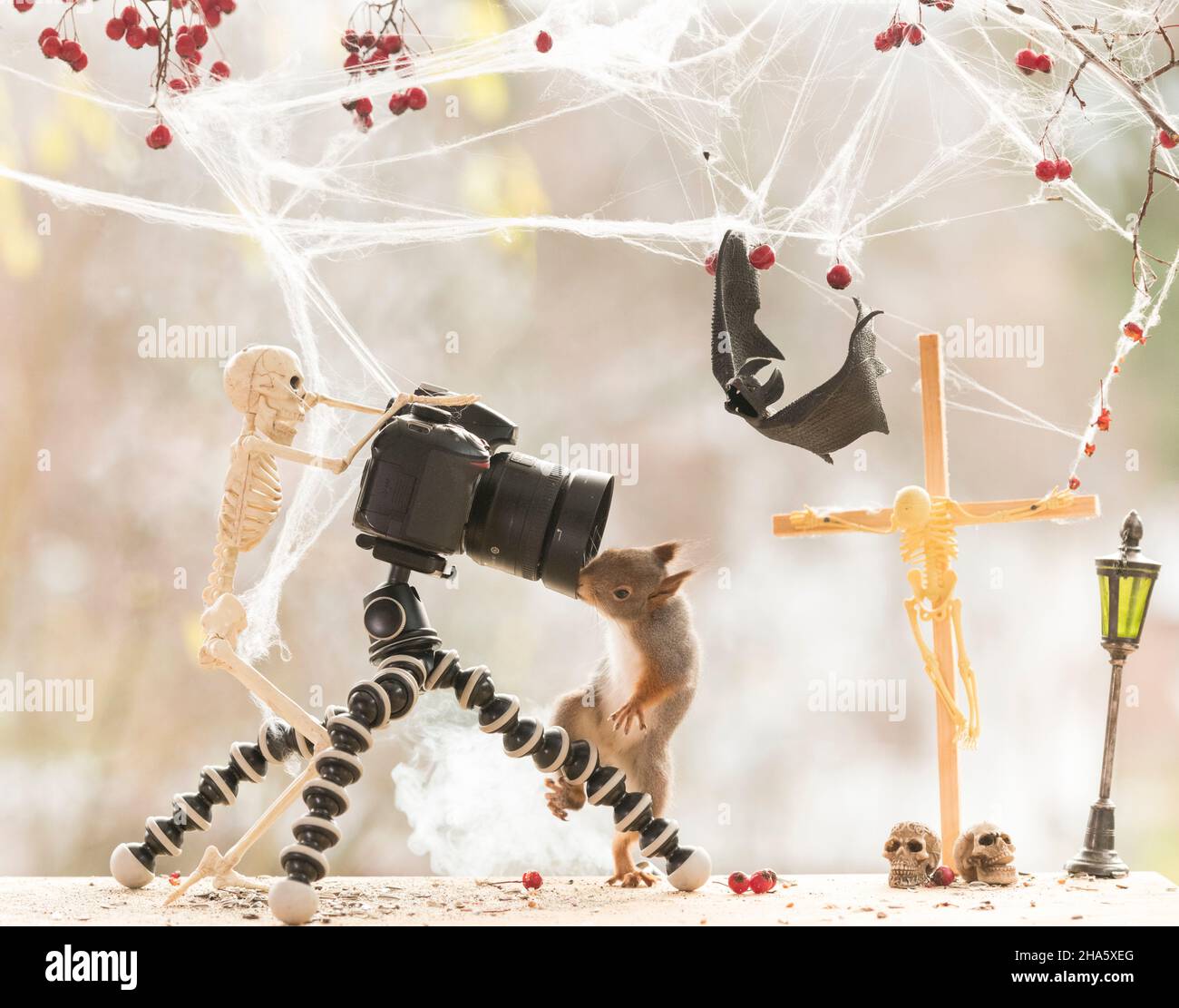 Red squirrel skeleton hi-res stock photography and images - Alamy