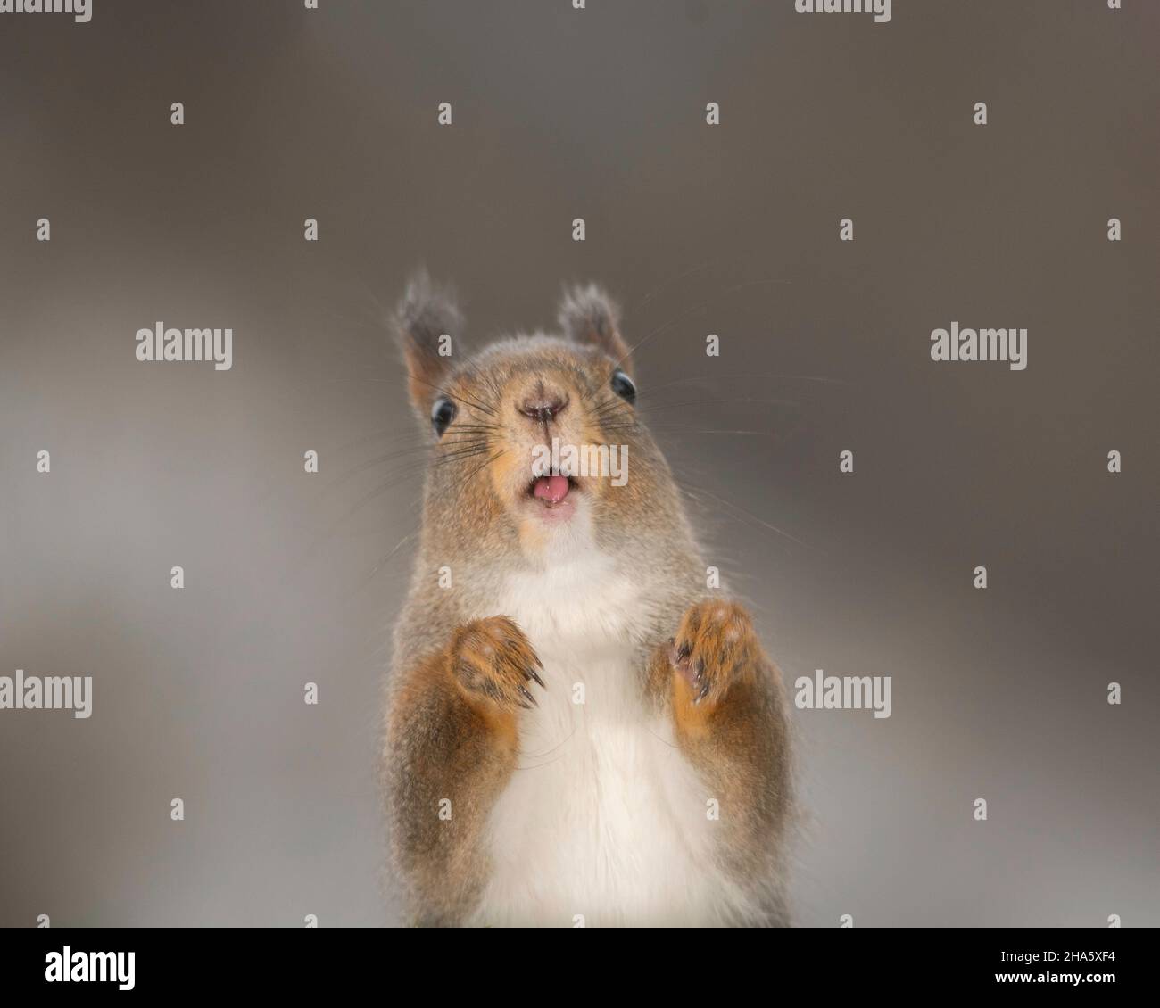 Mouth open close up shout hi-res stock photography and images - Alamy