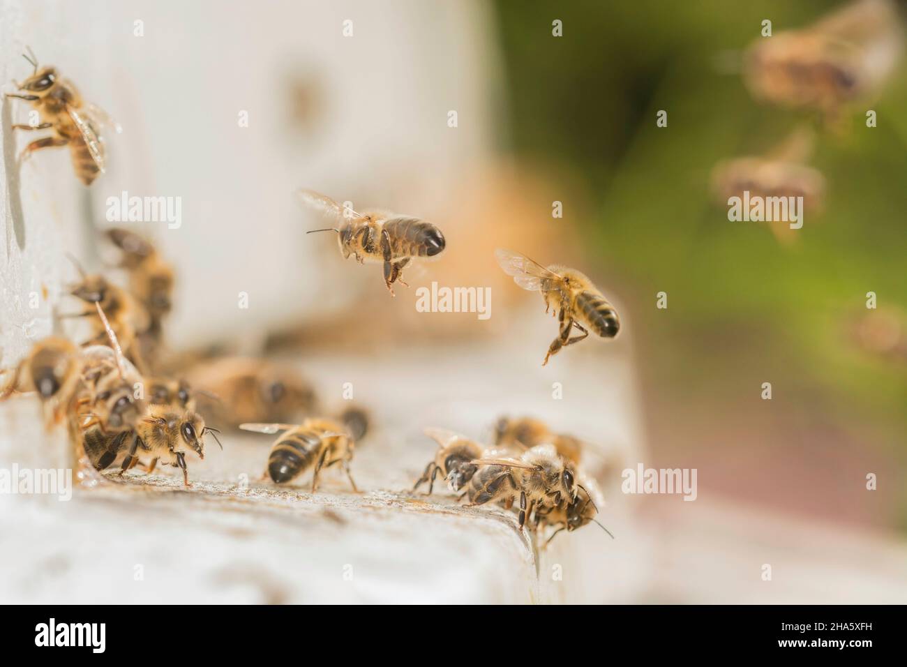 Flying honey bees hi-res stock photography and images - Alamy