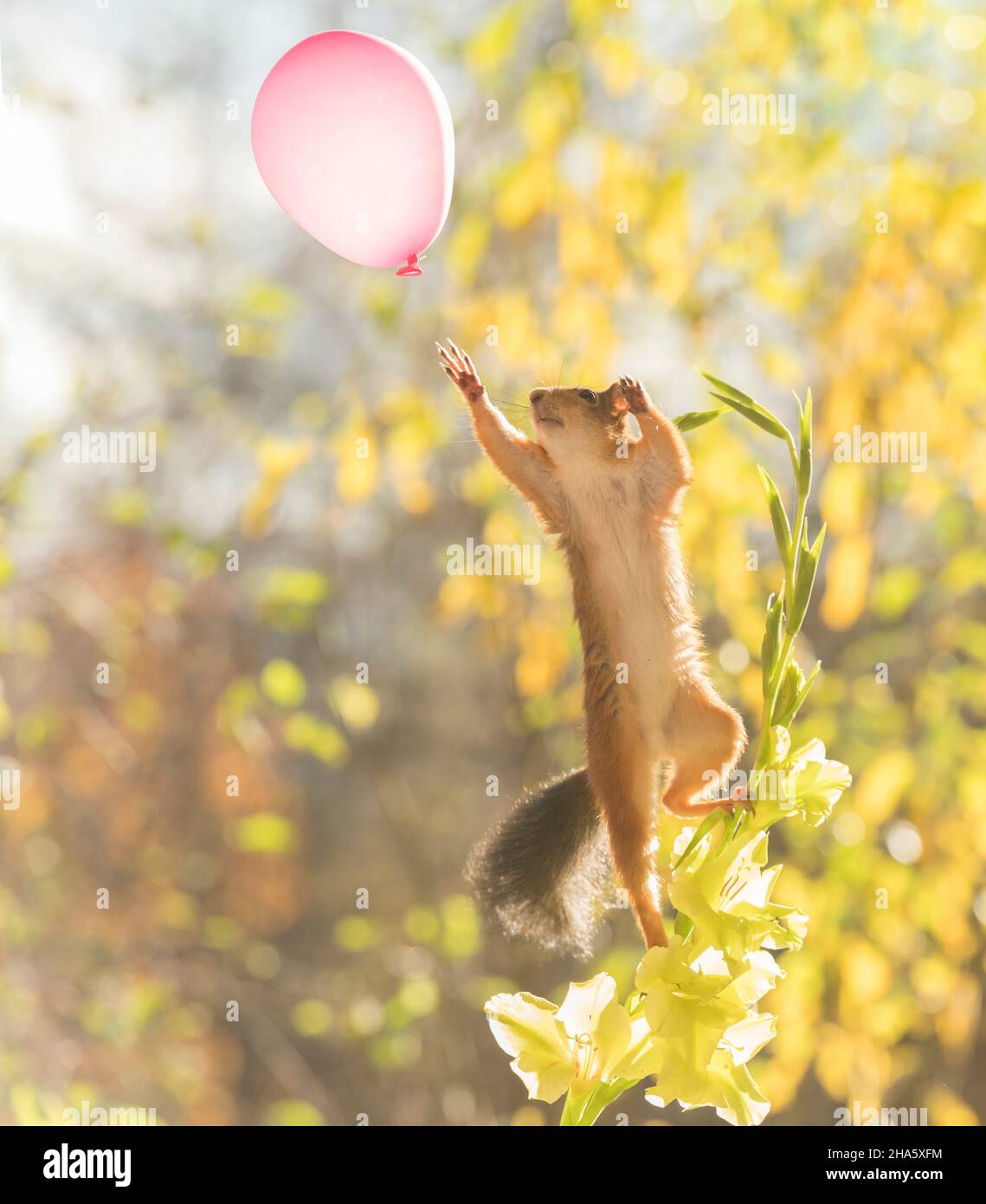 Balloon sword hi-res stock photography and images - Alamy