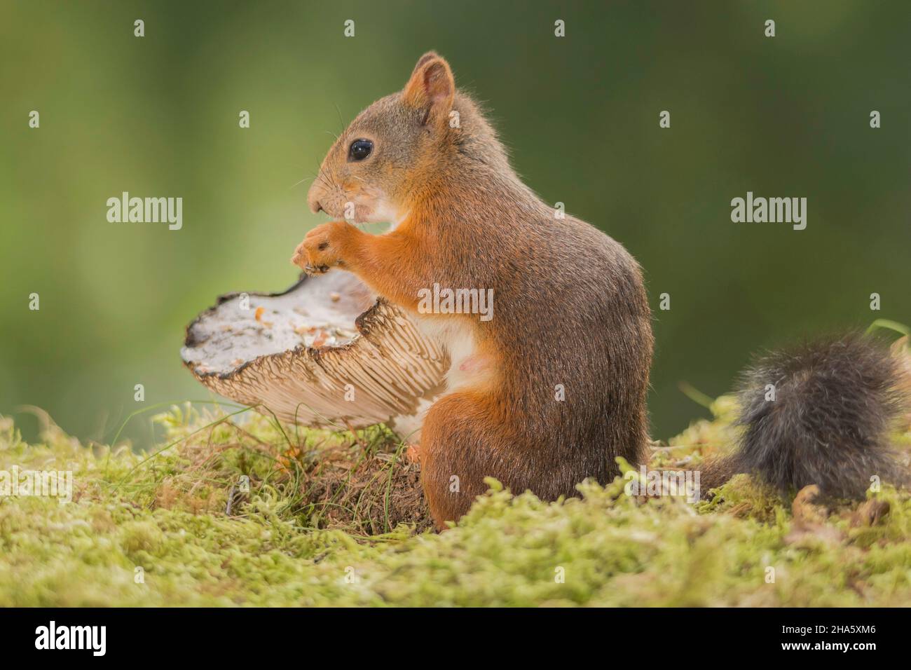 red squirrels standing in front of mushroom Stock Photo - Alamy
