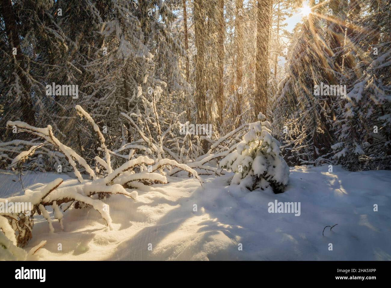 Snow falling forest landscape hi-res stock photography and images - Alamy