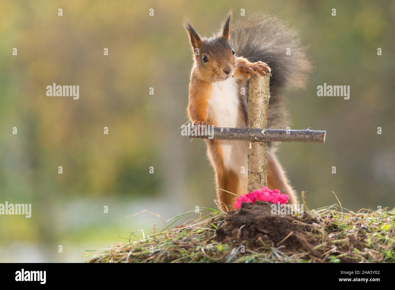 Squirrel farewell hi-res stock photography and images - Alamy