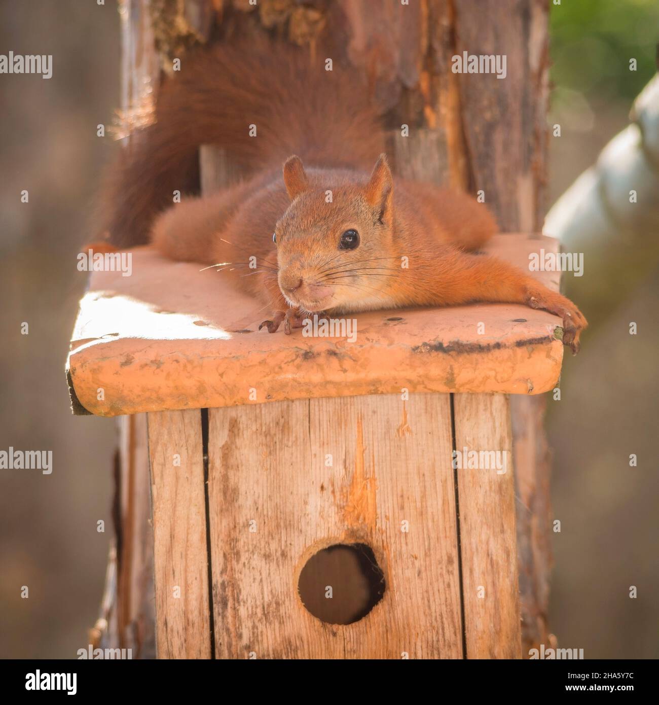 Laying squirrel hi-res stock photography and images - Alamy