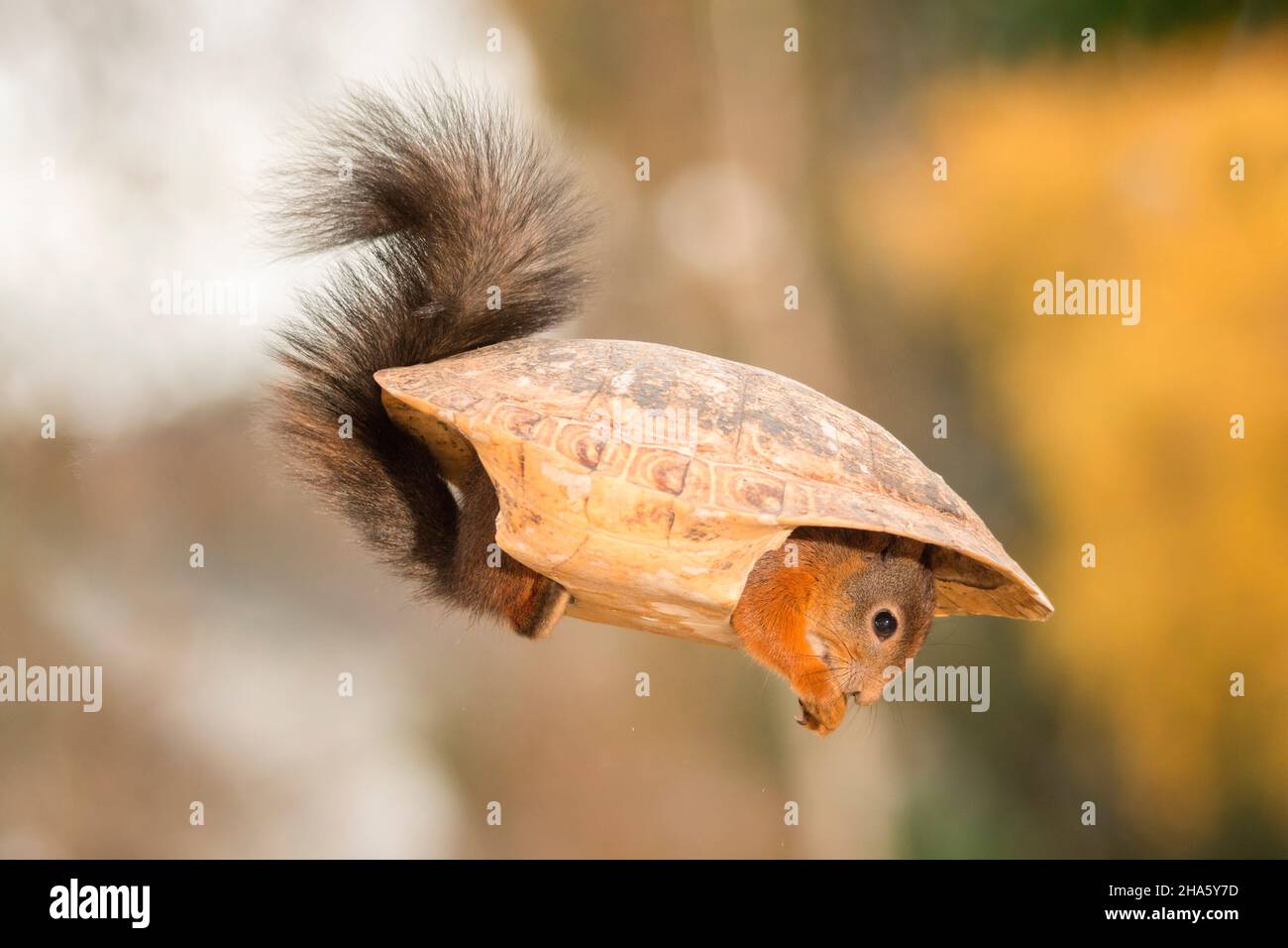 Turtle shell hi-res stock photography and images - Alamy