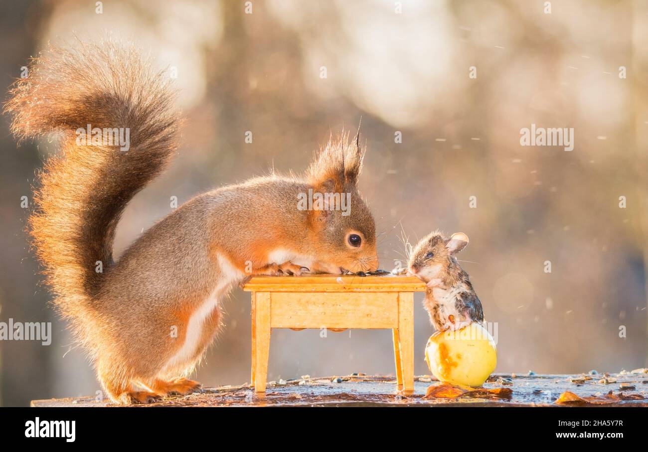Dramatic Squirrel Drops Nut