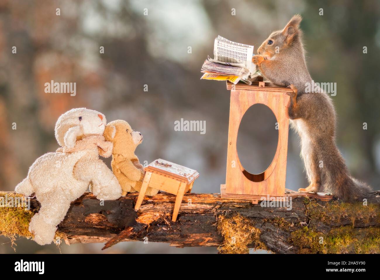 red squirrel is standing at a desk with bear and sheep Stock Photo - Alamy