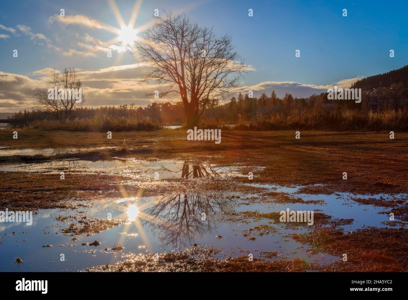 Sunbeams tree hi-res stock photography and images - Alamy