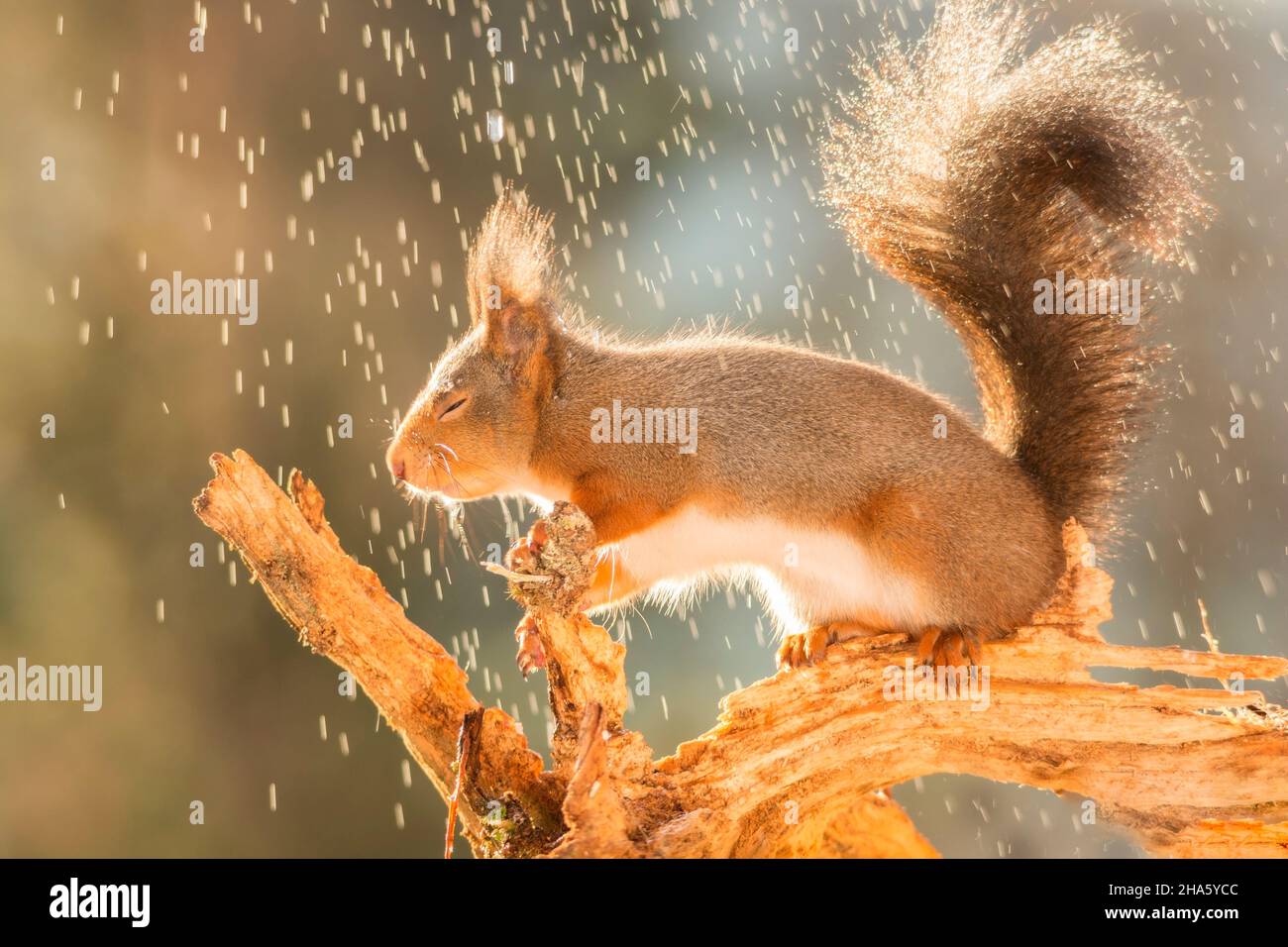 Sciuridae in rain hi-res stock photography and images - Alamy