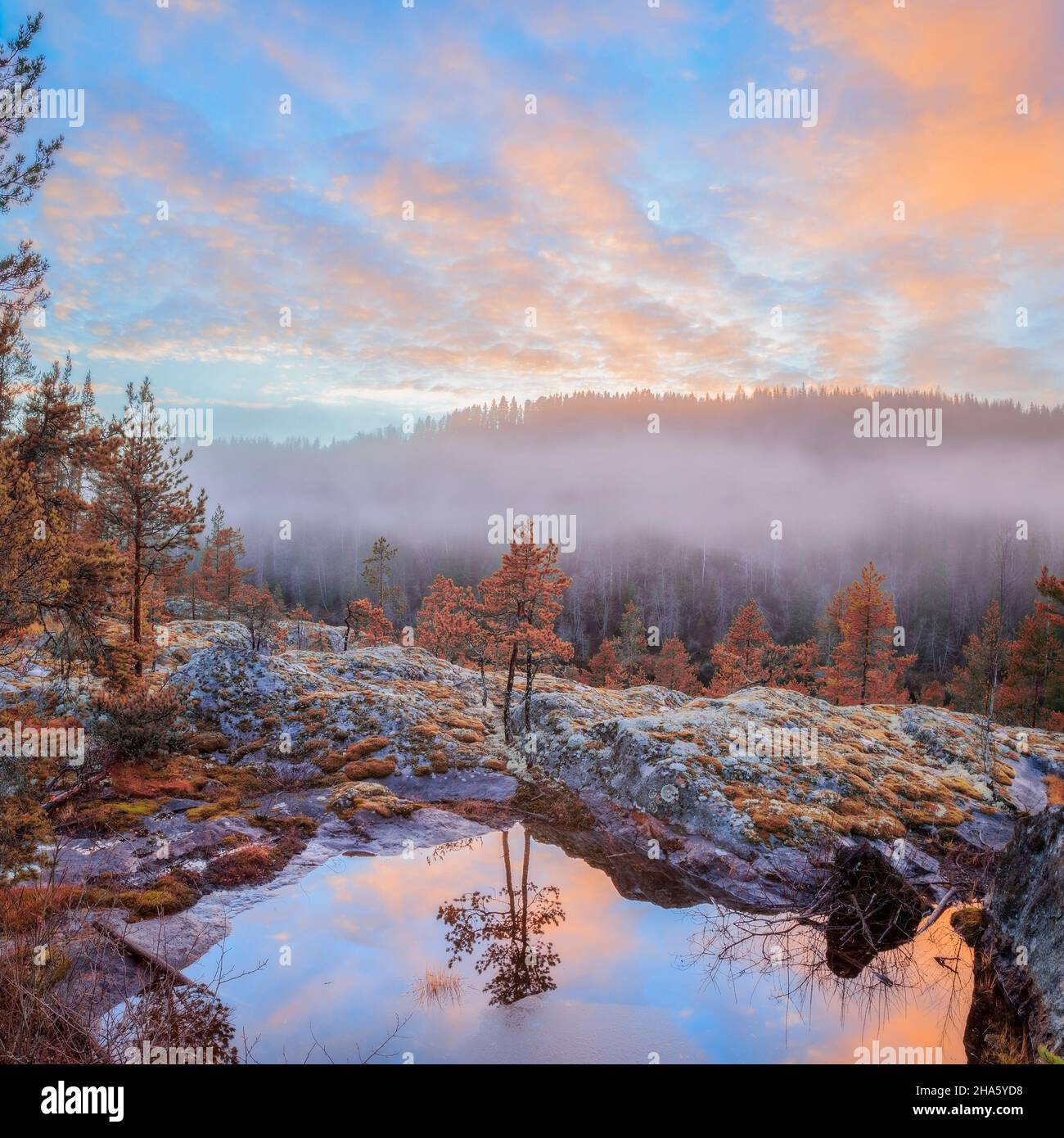 evening,forest and mountain landscape with mist and reflection Stock ...