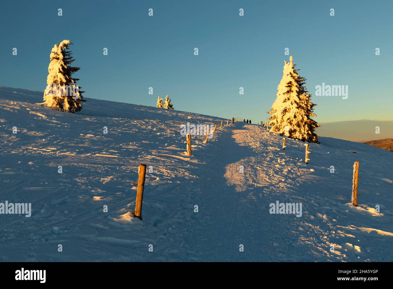 belchenrundweg on the belchen,black forest,baden-wuerttemberg,germany ...