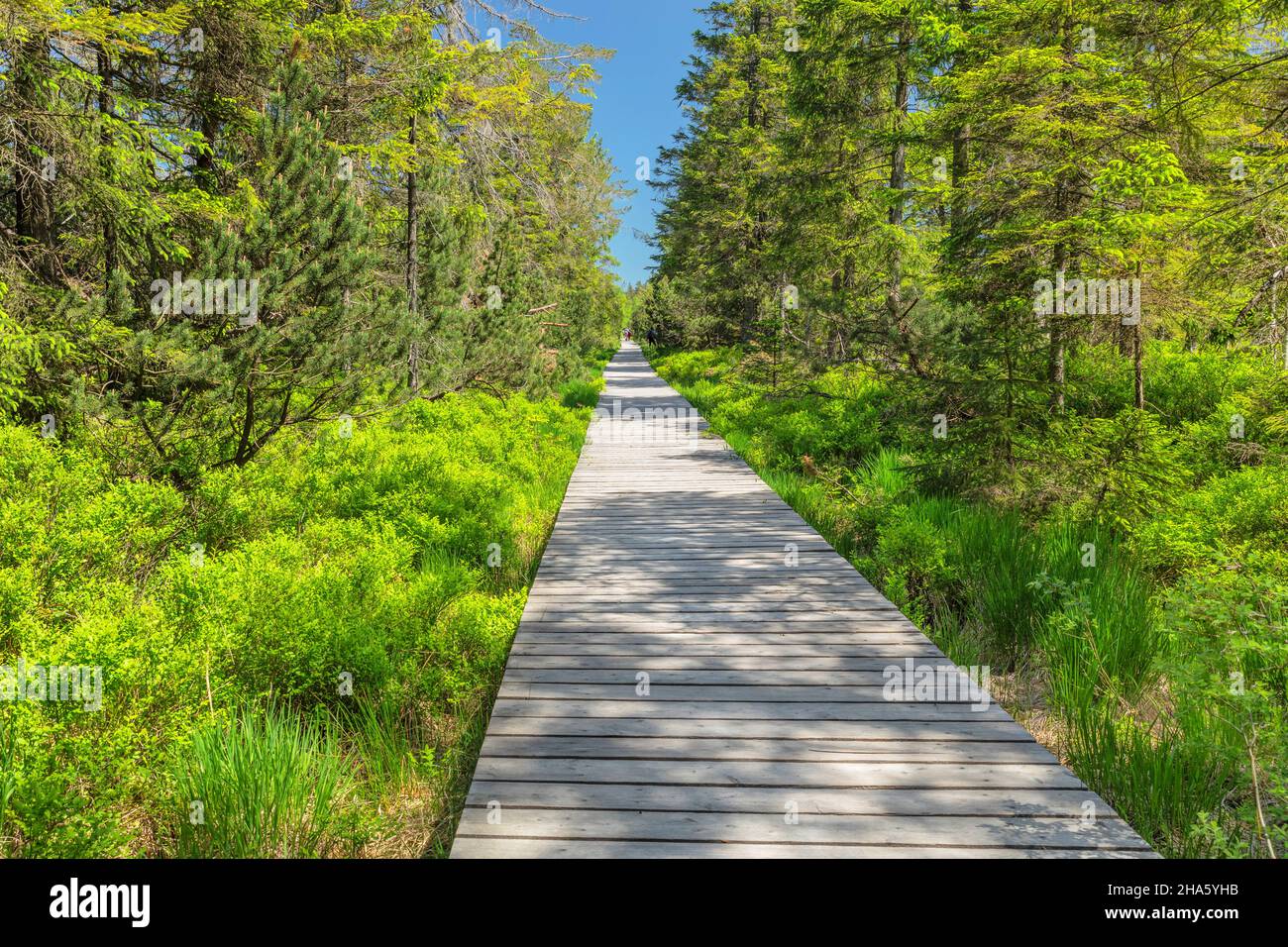 wildseemoor: the largest natural raised bog area in germany,black ...