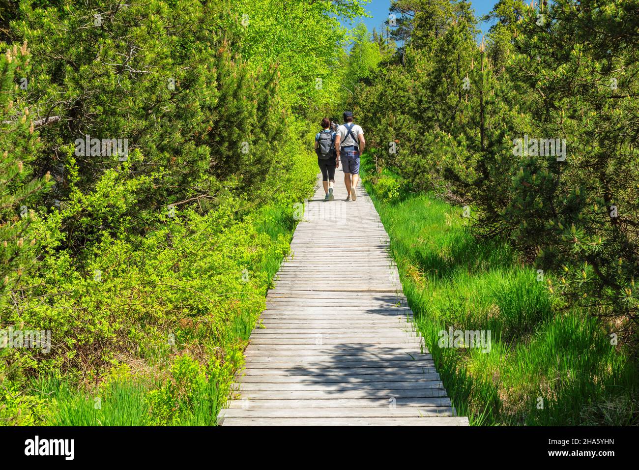 The largest natural raised bog area in germany hi-res stock photography ...