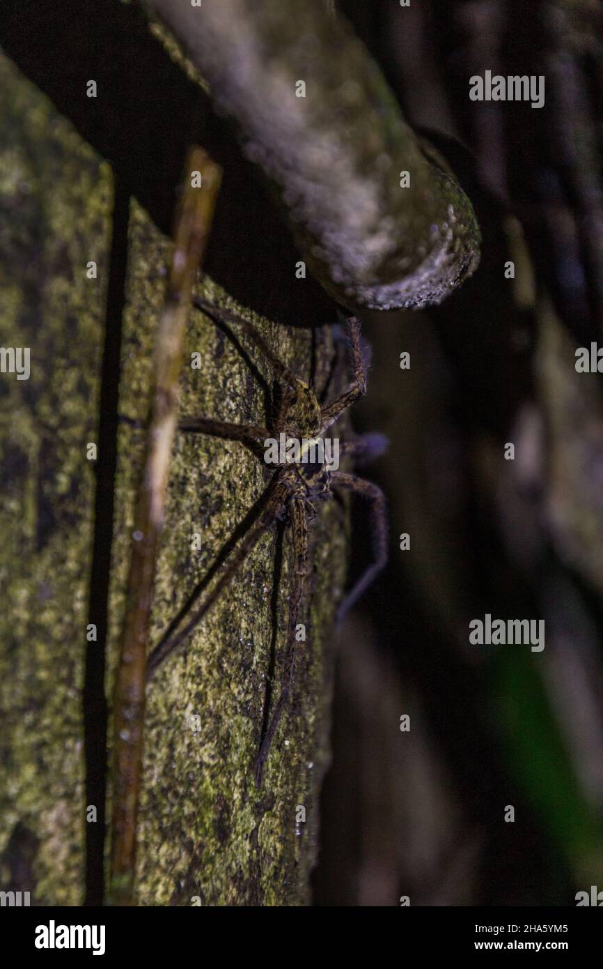Spider near Kinabatangan river, Sabah Malaysia Stock Photo - Alamy