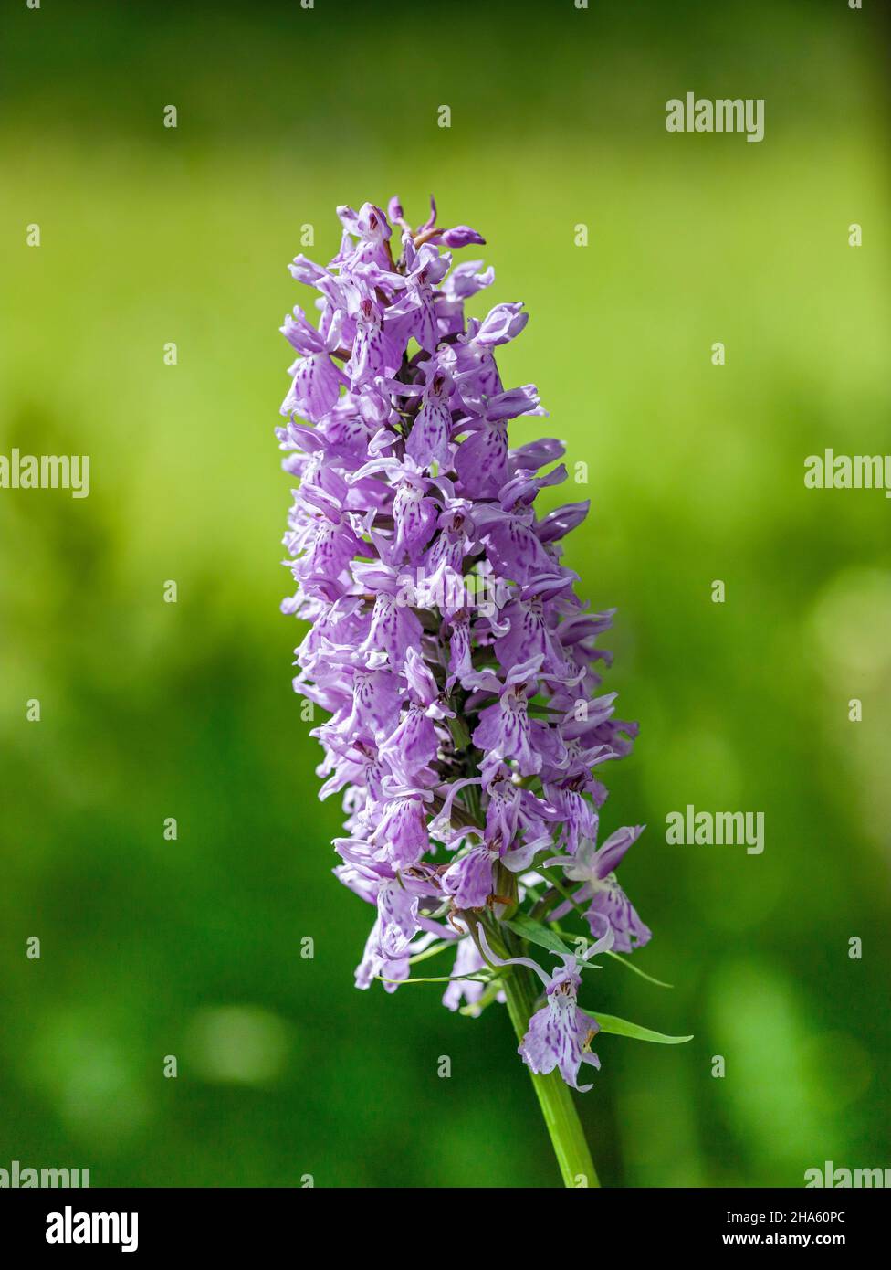 germany,baden-wuerttemberg,orchid,common spotted-orchid,dactylorhiza ...