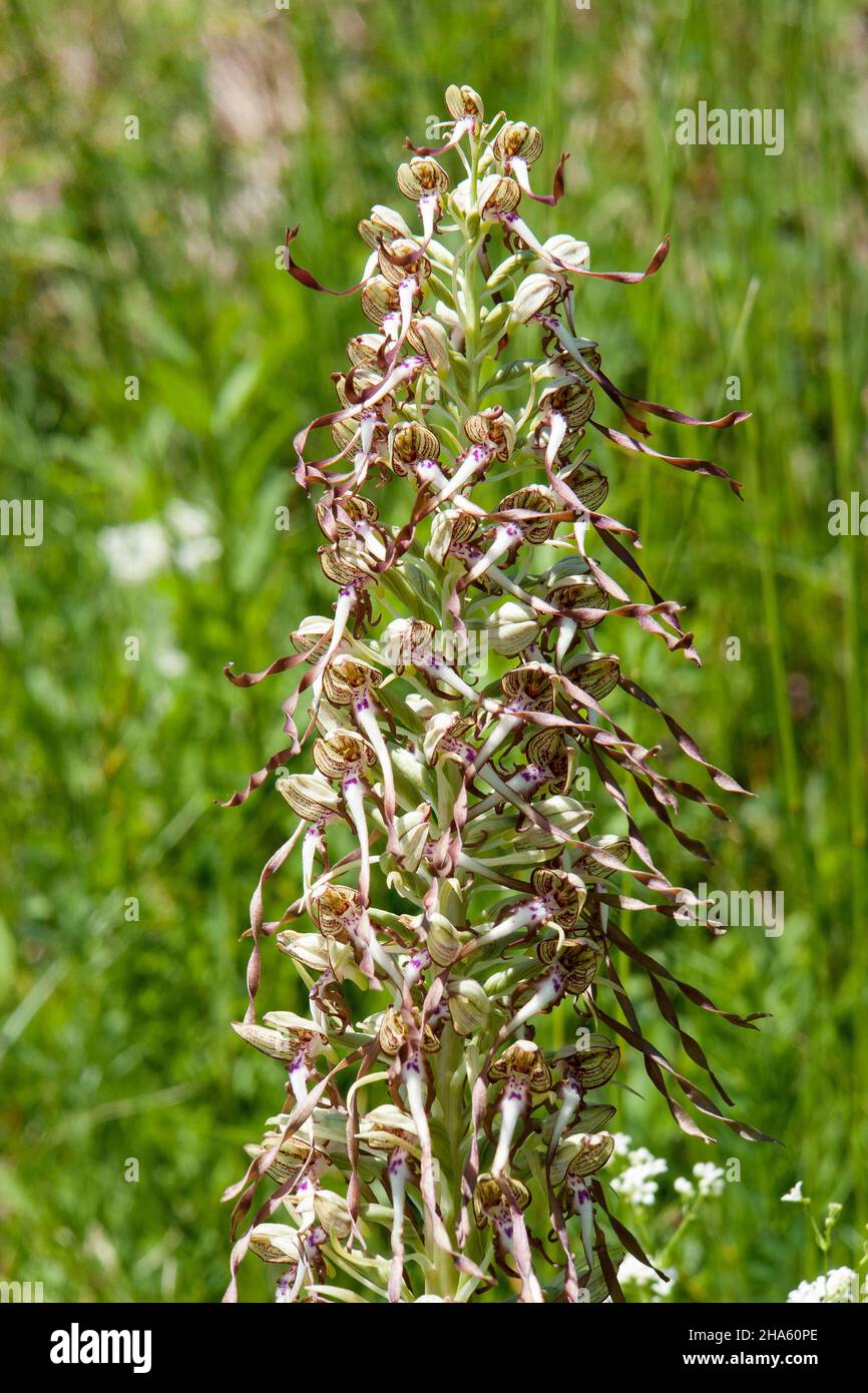 The orchid is under nature protection hi-res stock photography and ...