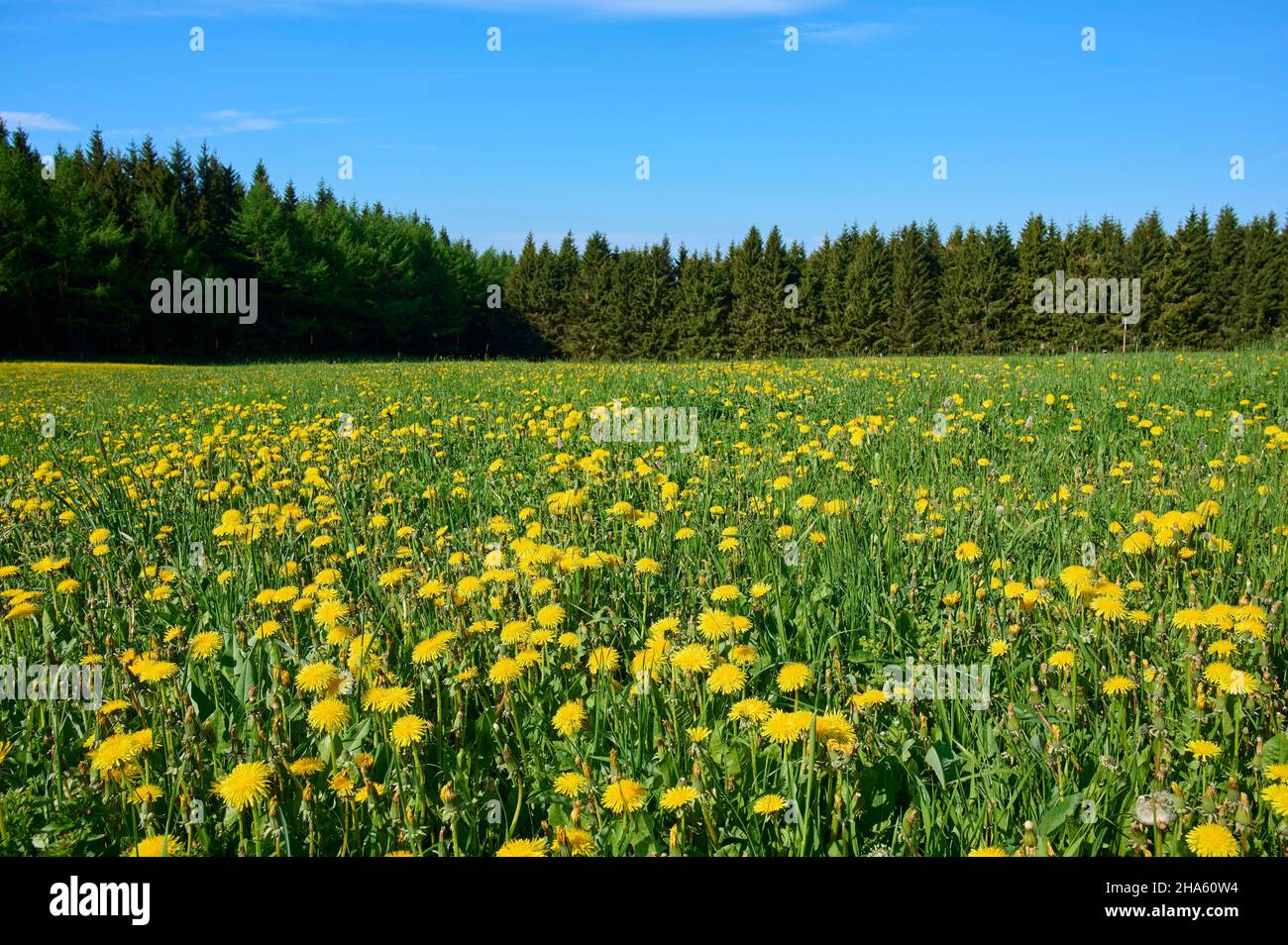 Spring Meadow Flowers Forest Germany High Resolution Stock Photography ...