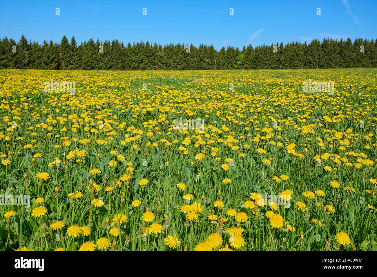 Spring Meadow Flowers Forest Germany High Resolution Stock Photography ...
